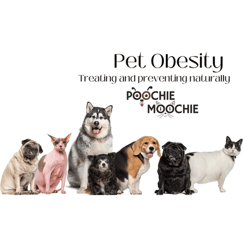 Overweight Dogs and Cats: the dangers and how to prevent naturally ...