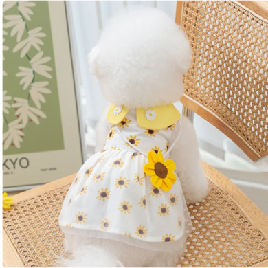 Poochie Moochie Pet Boutique – Poochie Moochie Pet Store West Edmonton