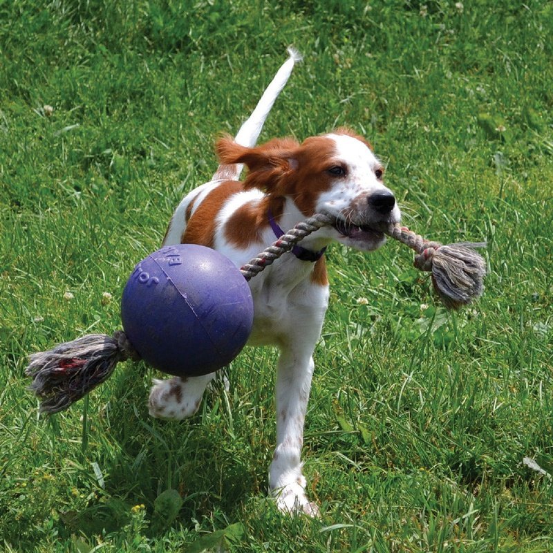 Jolly Pets Romp N Roll Ball with Rope Edmonton| Poochie Moochie ...