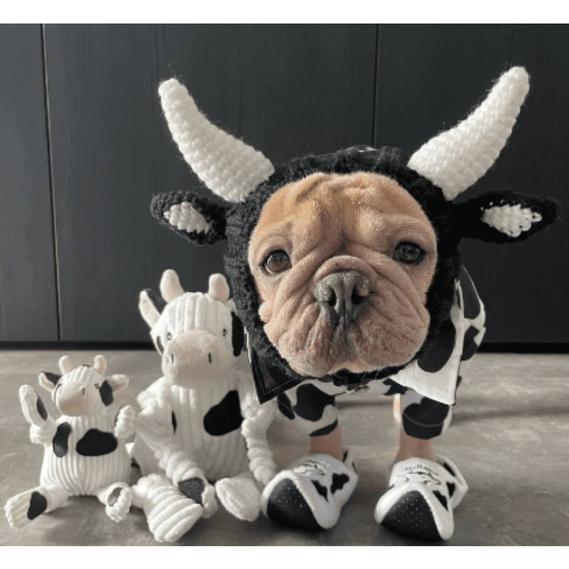 Dress Up Bull Hat – Poochie Moochie Pet Store West Edmonton