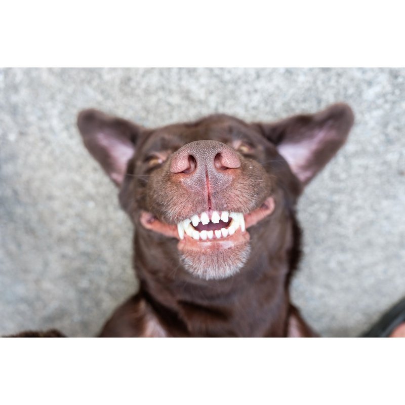 Benefits of Raw Edmonton | Raw Education | Poochie Moochie – Poochie ...